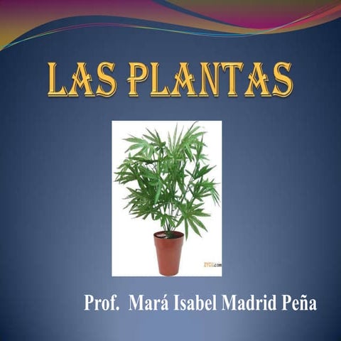 Las plantas | PPT