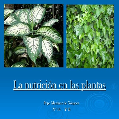 Las plantas | PPT