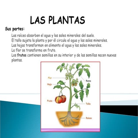 Las plantas | PPT