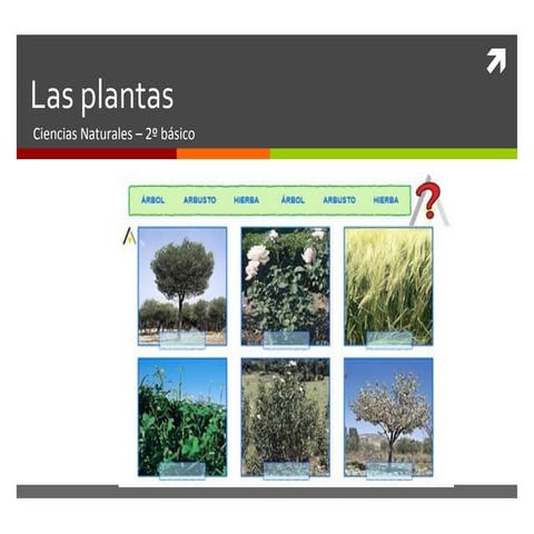 Las plantas | PPT