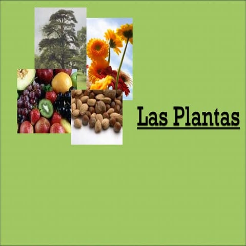 Las plantas | PPT