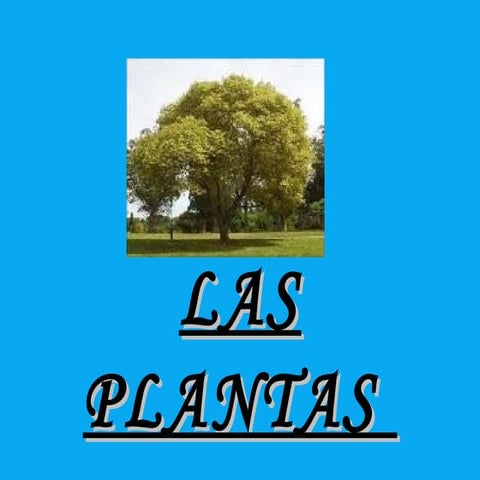 Las plantas | PPT