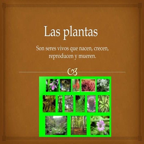 Las plantas Katty Campoverde | PPTX