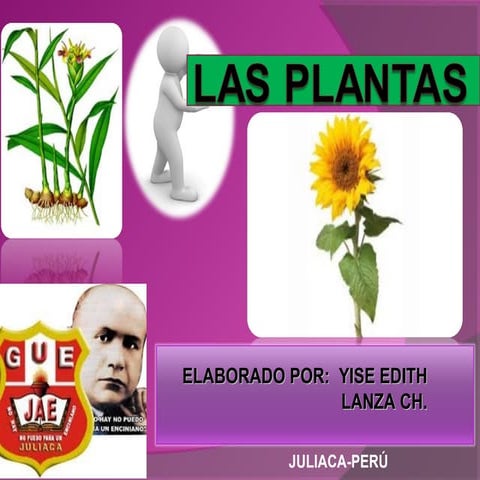 Las plantas | PPT