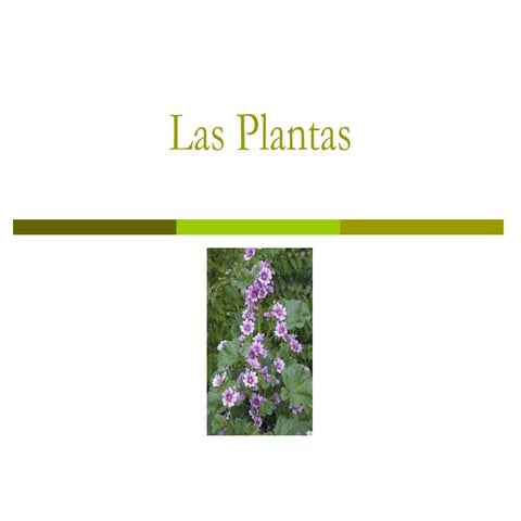 Las plantas | PPT
