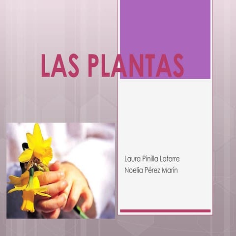Las plantas | PPTX | Biological Sciences | Science