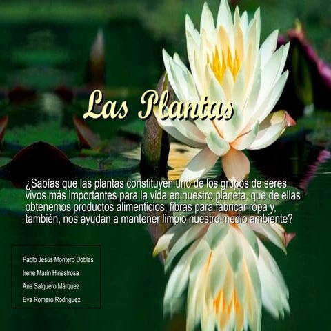 Diapositivas de las plantas | PPT