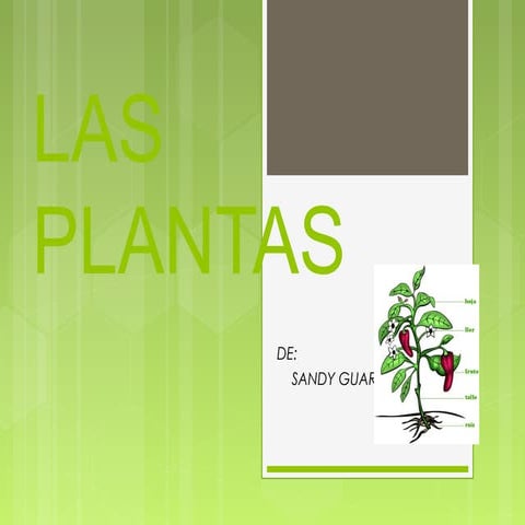 Las plantas | PPT