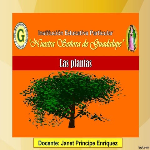 Las plantas | PPT