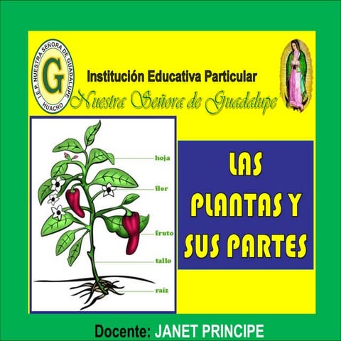 Las plantas | PPT
