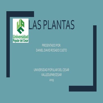 Las plantas | PPTX
