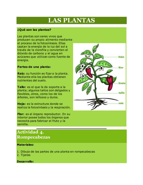 Las plantas | DOCX