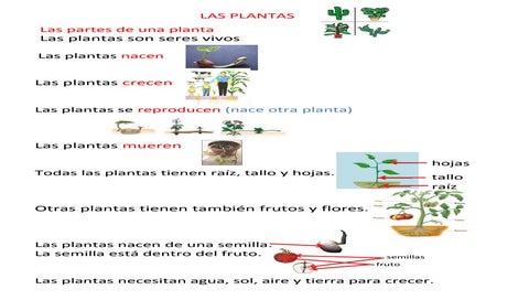 Partes Comestible De La Planta Para Niños De Preescolar, 55% OFF