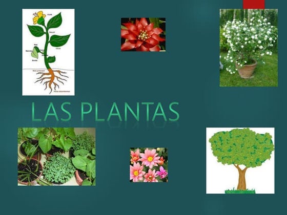 2 clasificacion de las plantas | DOCX