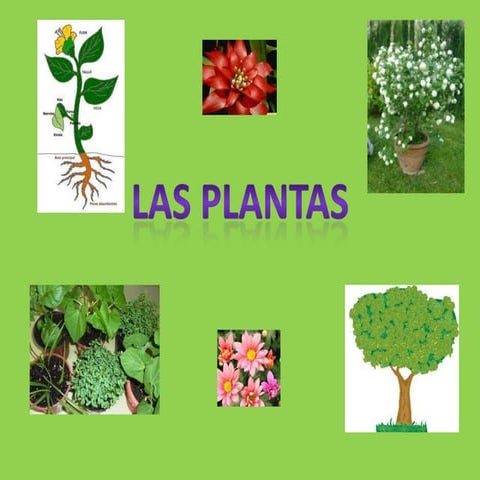 Las plantas power point | PPTX