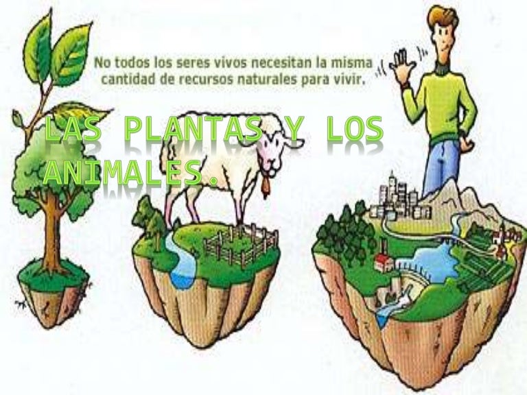 Las plantas y los animales.