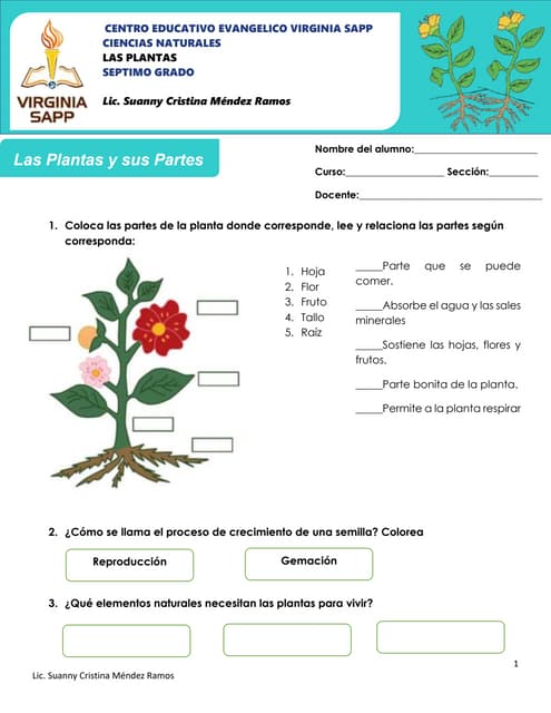Partes De Las Plantas Hoja De Trabajo Grado 2