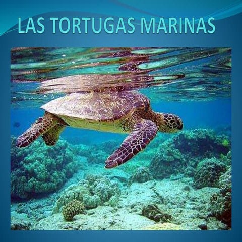 Tortugas marinas | PPTX