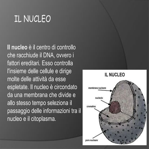 La struttura di nucleo | PPT