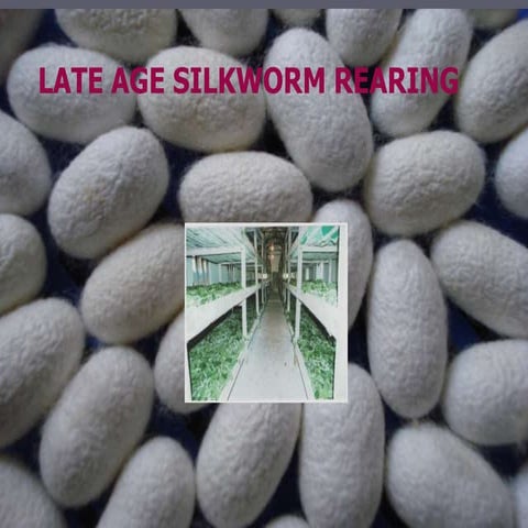 Late age rearing presentation related to sericulture.ppt