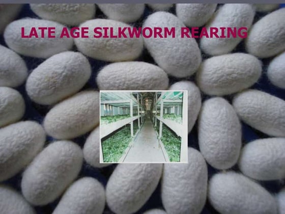 Mulberry silkworm rearing techniques.pptx