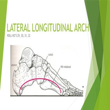 Lateral longitudinal Arch presentation for 1st year mbbs | PPT