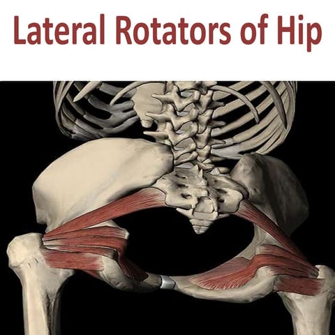 Lateral rotaters of hip | PPTX