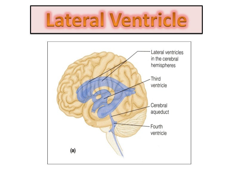 Lateral Ventricle Anatomy