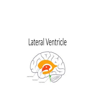 Anatomy of lateral ventricle | PPTX