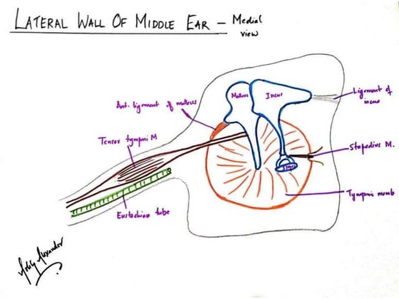 Forceps space- Dr Ashly Alexander | PPT