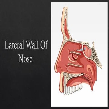 Lateral Wall Of Nose.pptx it has same school as well as a prompt ...