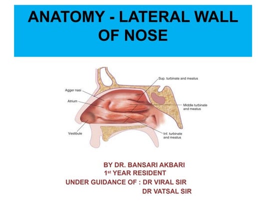All about uncinate process of nose and paranasal sinuses | PPTX