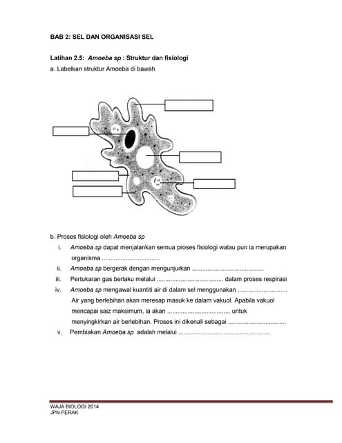Latihan 2.5 organisma unisel amoeba[7 8] | PDF