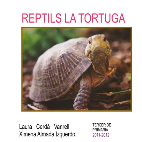 La tortuga | PPT