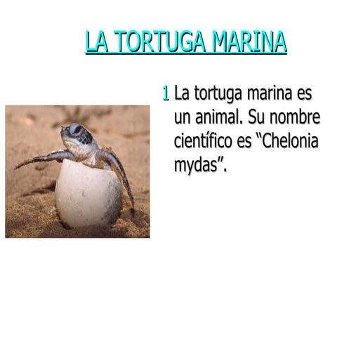 La tortuga marina luisa | PPT