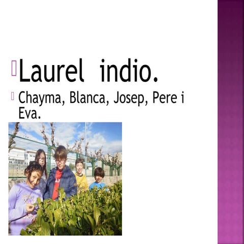Laurel indio | PPT