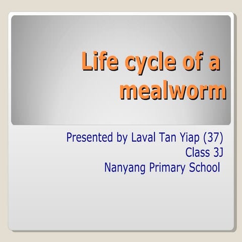 Laval Tan Project On Life Cycle Of A Mealworm | PPT
