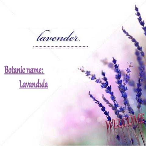 Rosmery | PPT