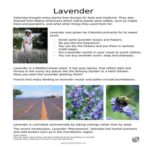 Lavender | PDF