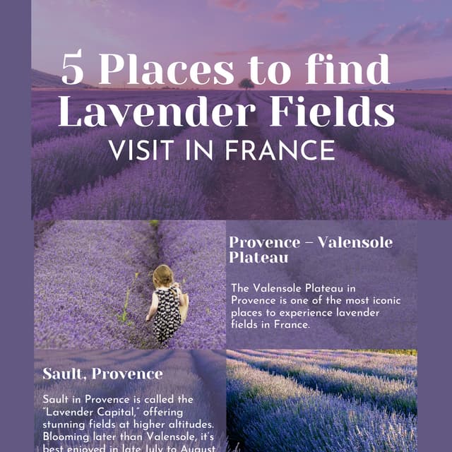 Where to See Lavender in Full Bloom: Top 5 Spots in France | PDF