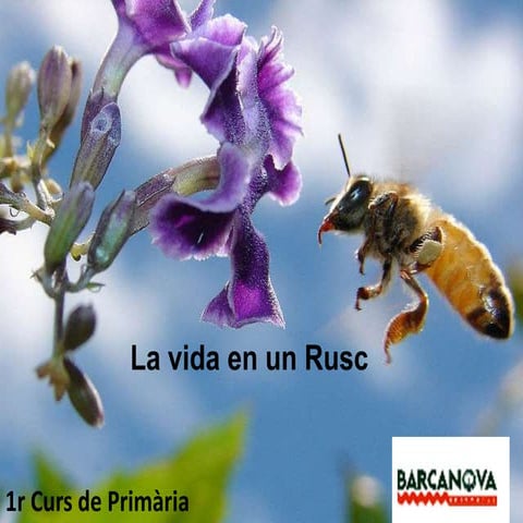 La Vida En Un Rusc | PPTX