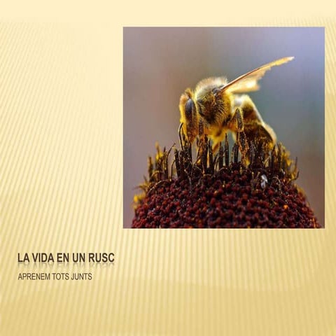 La Vida En Un Rusc | PPTX