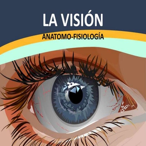 La Visión: Anatomo-Fisiología (Teoría de la Imagen) | PPTX