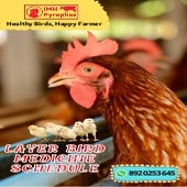 Layer bird medicine schedule | PDF