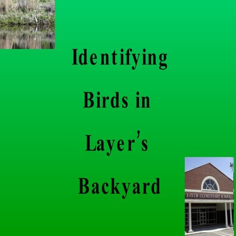 Layer birds | PPT
