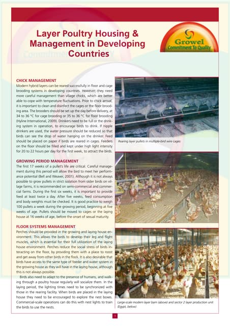 Beginners Guide to Layer Poultry Farming | PDF | Birds | Pets