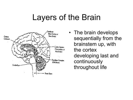 Exploring-the-Human-Brain.;;;mmmmmmmmmmm | PPTX