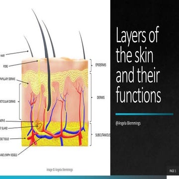 Layers of the skin and their functions.pptx