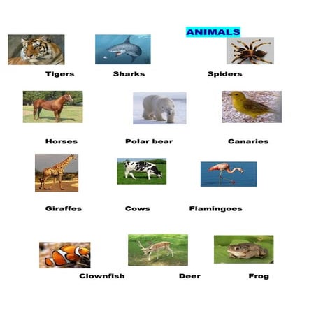 ANIMALS by Làzaro | DOC