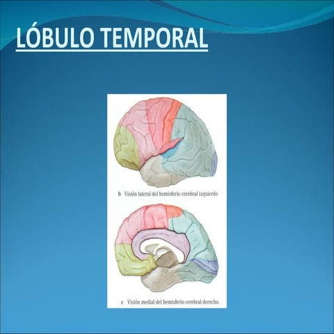 Lóbulo temporal | PPT
